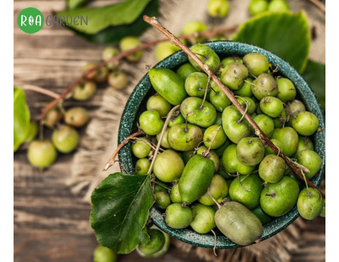 A palántától a betakarításig: A mini-kiwi termesztésének titkai a ...