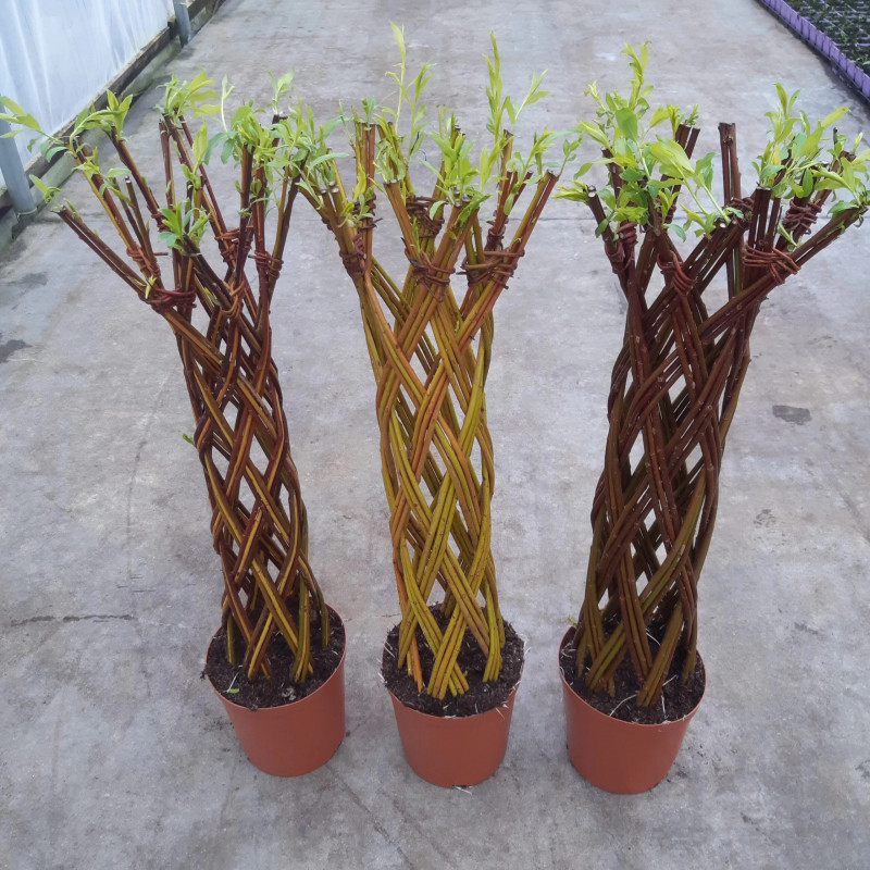 Fonott fűz (Salix alba x purpurea), 4 L-es cserépben